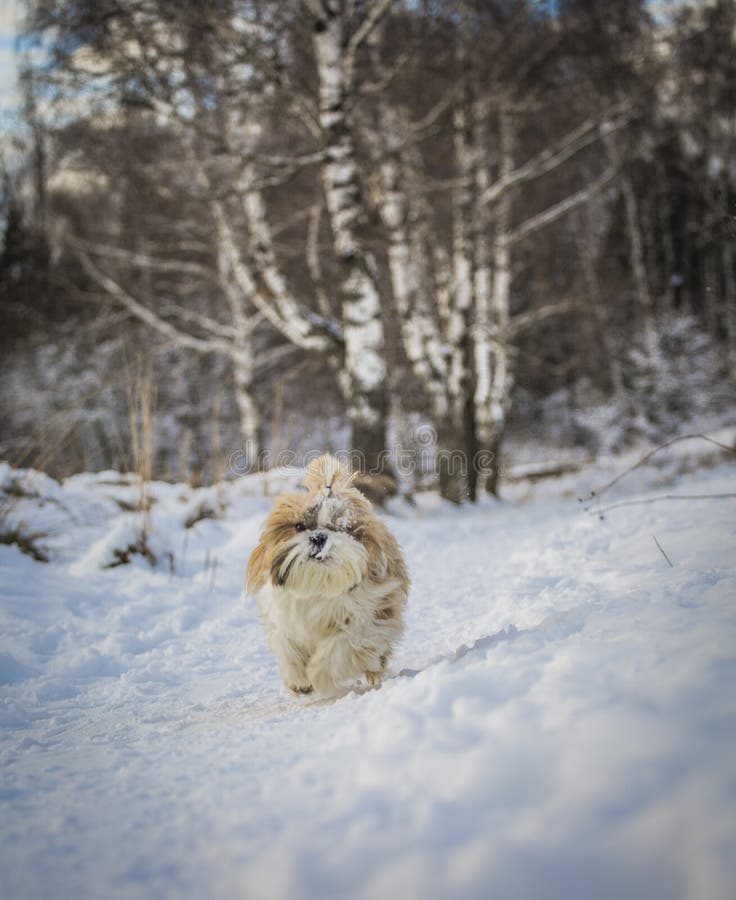 Shih Tzu Dog Runs in the Deep Snow in Winter Stock Image - Image of ...