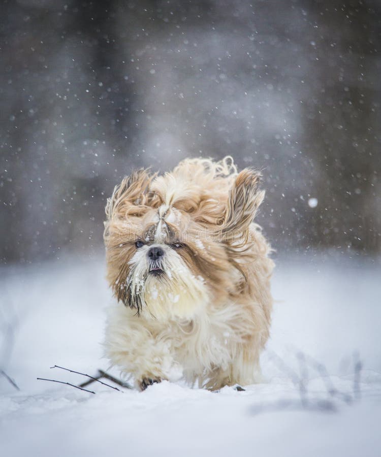 Shih Tzu Dog Runs in Deep Snow in Winter Stock Image - Image of snow ...