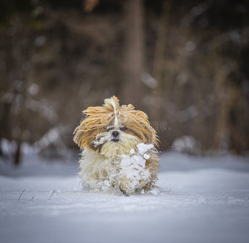 Shih Tzu Dog Runs through Fluffy Snow in a Field Stock Photo - Image of ...