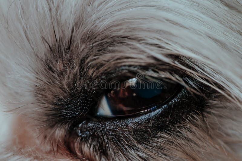 Shih tzu dog s eye stock photo. Image of health, breed - 322605562