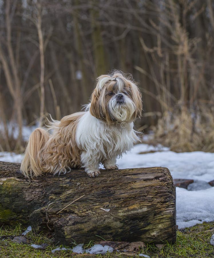 Shih Tzu Dog Sits on an Old Fallen Tree in the Forest Stock Photo ...