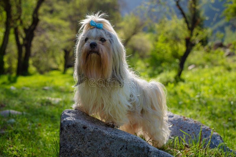 Shih Tzu Dog Standing on Stone in a Summer Grove Stock Image - Image of ...