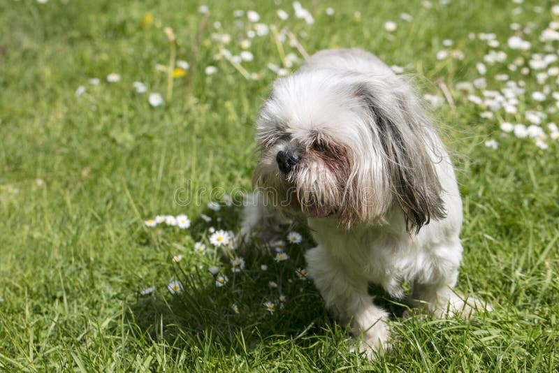 Shih tzu dog on the walk stock photo. Image of cute - 124761034