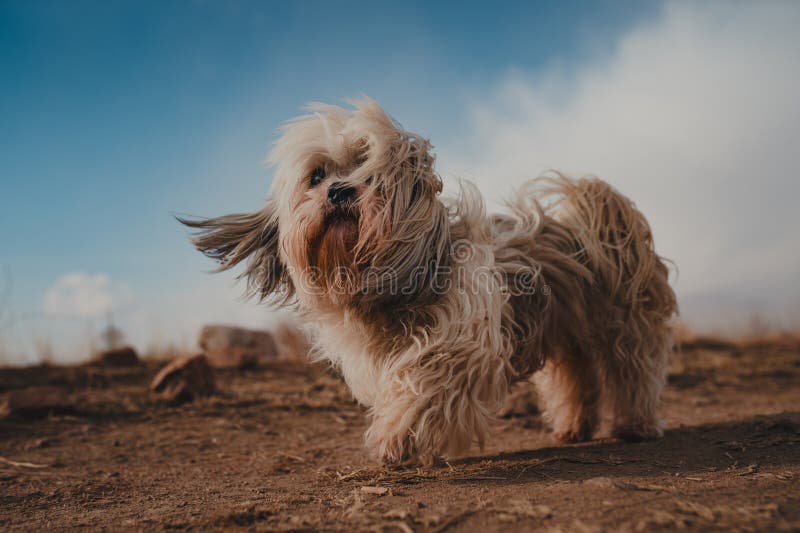 Shih Tzu Dog Walking in Windy Weather Stock Image - Image of clouds ...