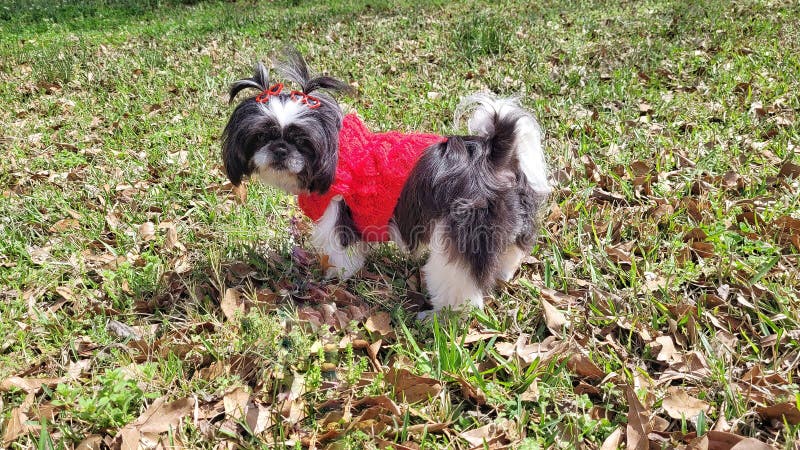 Shih Tzu Dog Wearing Sweater Outdoors Stock Image - Image of wildlife ...