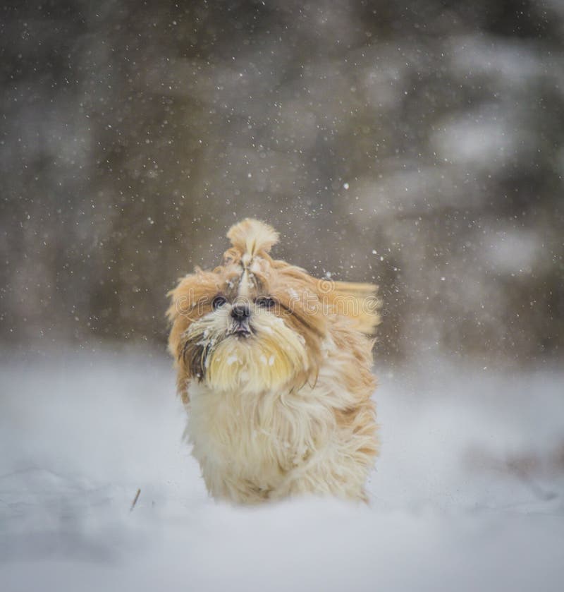 Shih Tzu Dog in Winter Runs in Deep Snow Stock Image - Image of puppy ...
