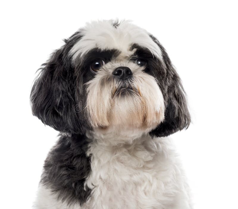 Shih Tzu Black And White