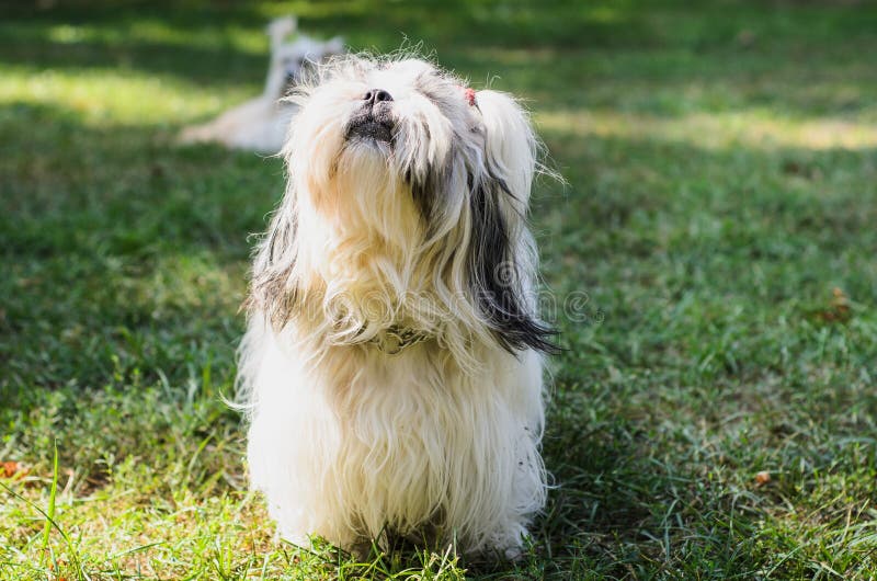 Shih tzu Hund auf Gras stockfoto. Bild von reizend, braun - 77395240