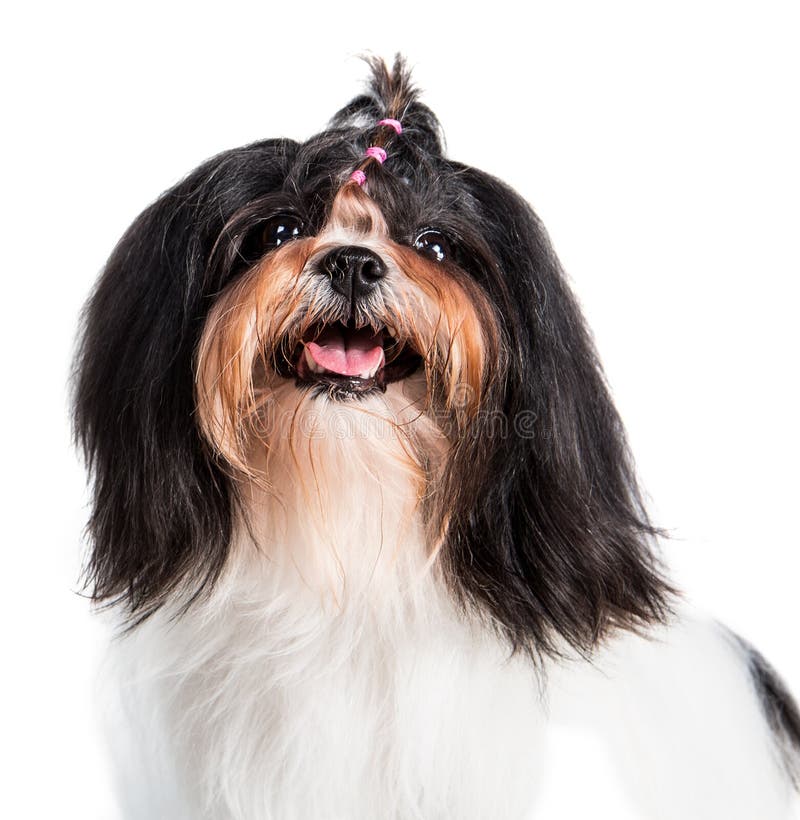 Shih Tzu Hund im Studio stockfoto. Bild von hund, schauen - 42035522