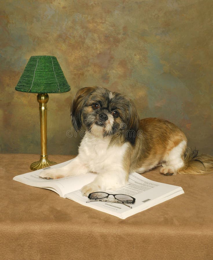 759 Dog Reading Books Photos - Free & Royalty-Free Stock Photos from ...