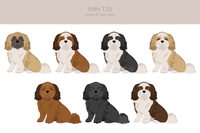 Shih Tzu Poses, Coat Colors Set Stock Vector - Illustration of training ...