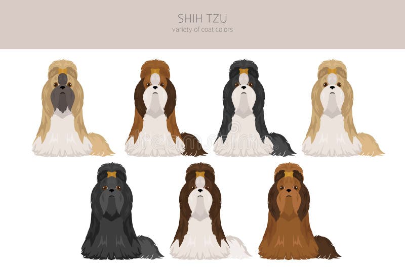 Shih Tzu Poses, Coat Colors Set Stock Vector - Illustration of vector ...