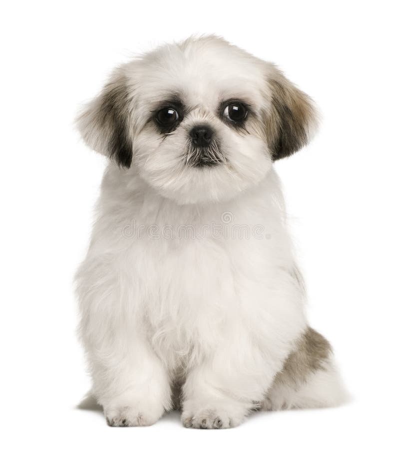 Shih Tzu Puppy, 4 Months Old, Sitting Stock Image - Image of indoors ...