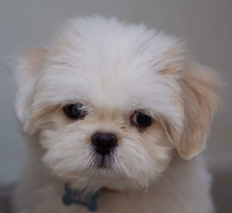 Comer Do Filhote De Cachorro De Shih Tzu Foto de Stock - Imagem de ...