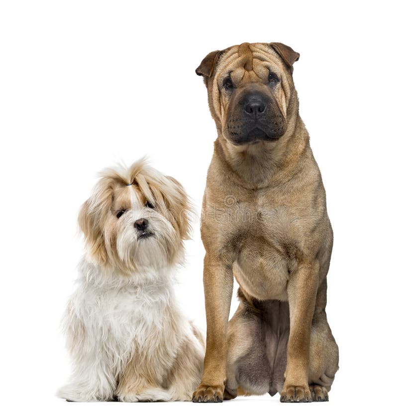 Shih Tzu and Shar Pei Sitting, Isolated Stock Photo - Image of animals ...