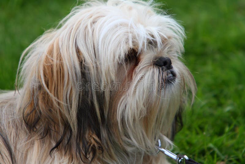 Shih Tzu stock image. Image of scruffy, small, animal - 54040635