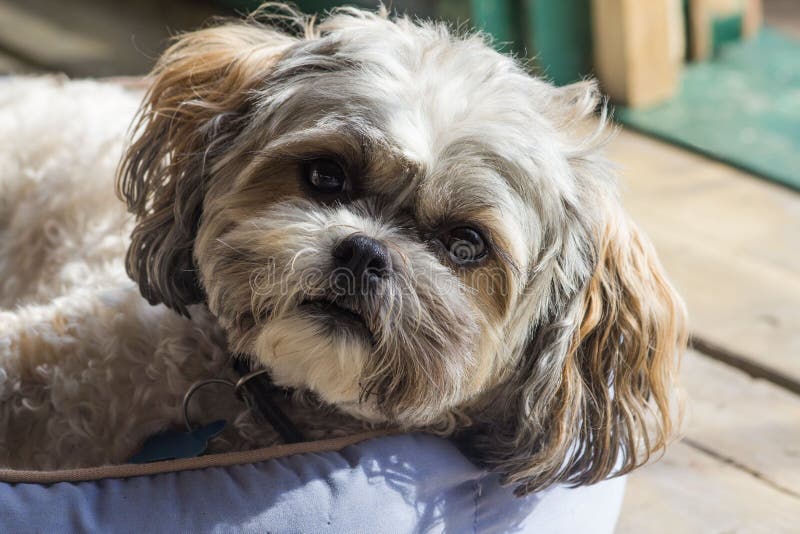 Shih Tzu & Bichon (incrocio), Isolati Su Bianco Fotografia Stock ...