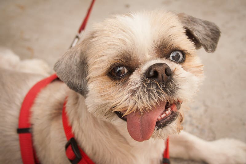 Shih Tzu with Two Color Eyes Stock Photo - Image of eyes, couple: 54096192