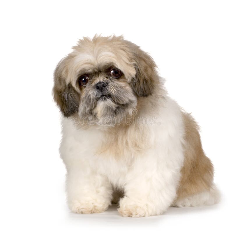 Shihtzu arkivfoto. Bild av hund, breckenridge, renrasig - 2314062