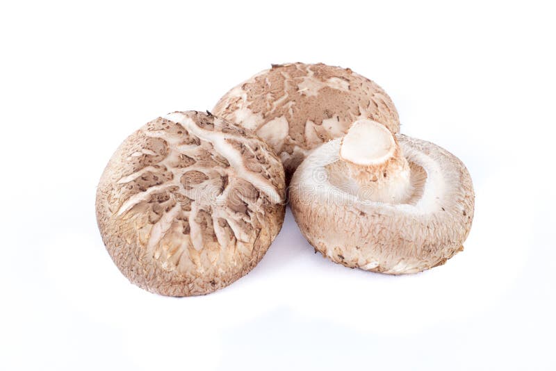 Champignon Chinois Sur Le Fond Blanc Image stock - Image du médecine ...