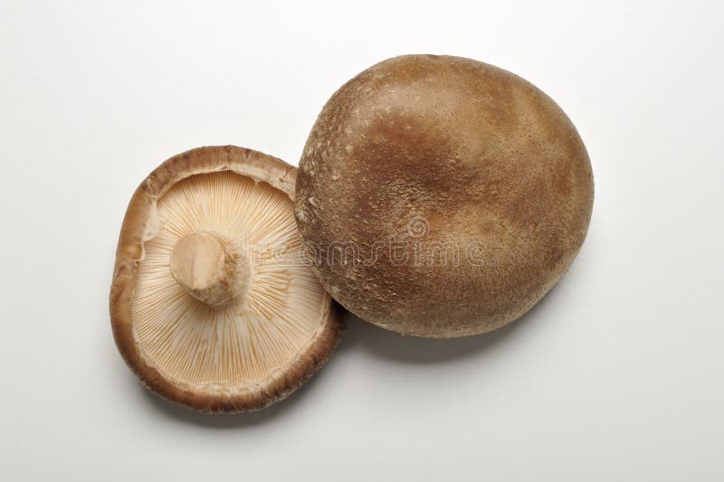 Shiitake stock image. Image of edible, ingredient, cook - 13390195