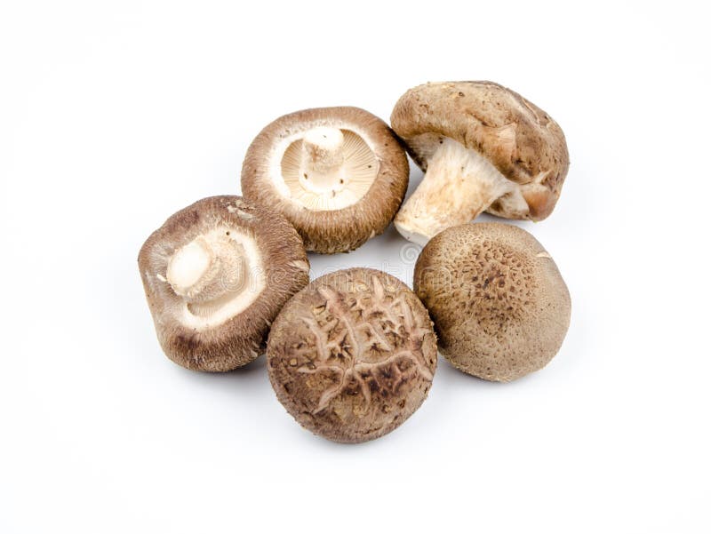 Shiitake stock image. Image of dried, shiitake, fungus - 37528987