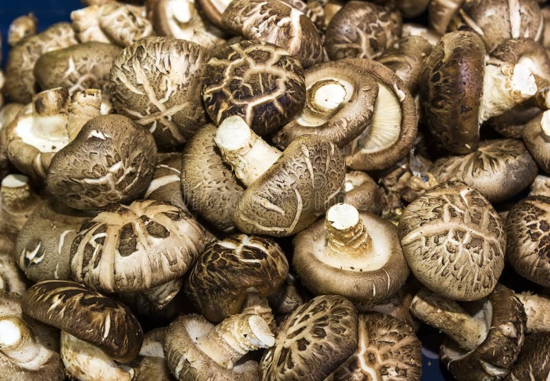 Shiitake stock image. Image of ingredient, gourmet, vegetable - 37803419