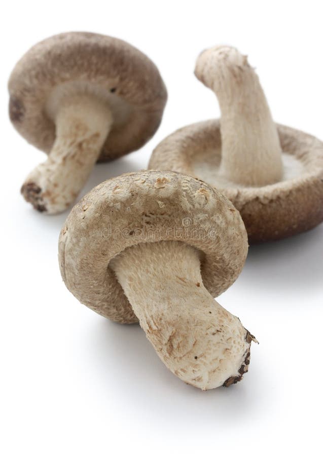 Shiitake, Champignons De Couche Japonais Photo stock - Image du entier ...