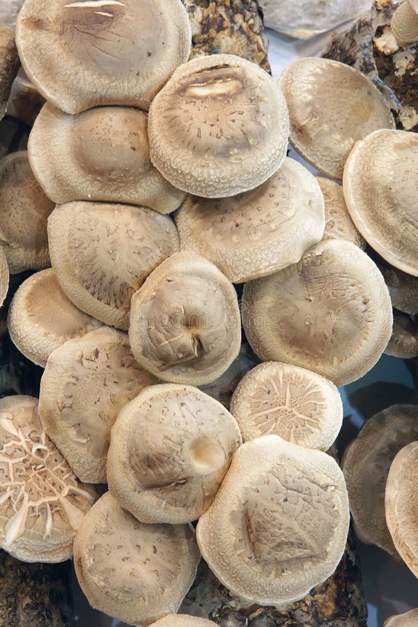 12,830 Shiitake Photos - Free & Royalty-Free Stock Photos from Dreamstime