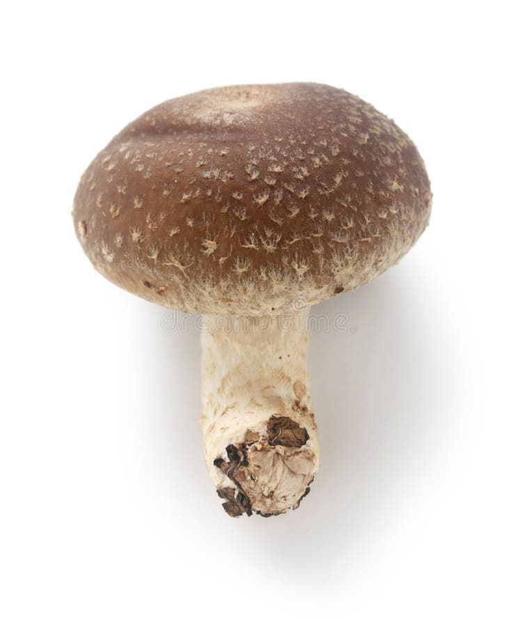 Shiitake Mushrooms stock photo. Image of spice, cooking - 1878478