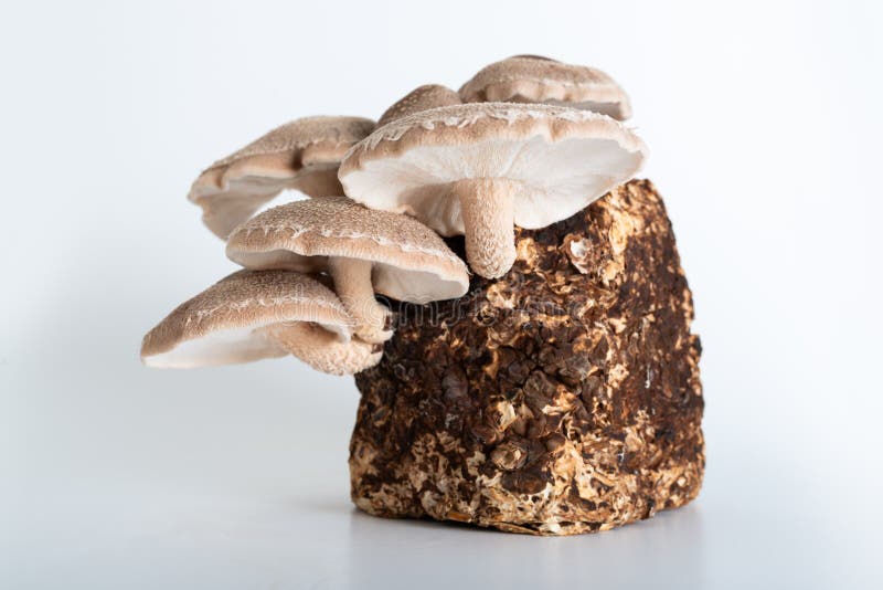 194 Shitake Mushroom Cultivation Stock Photos - Free & Royalty-Free ...