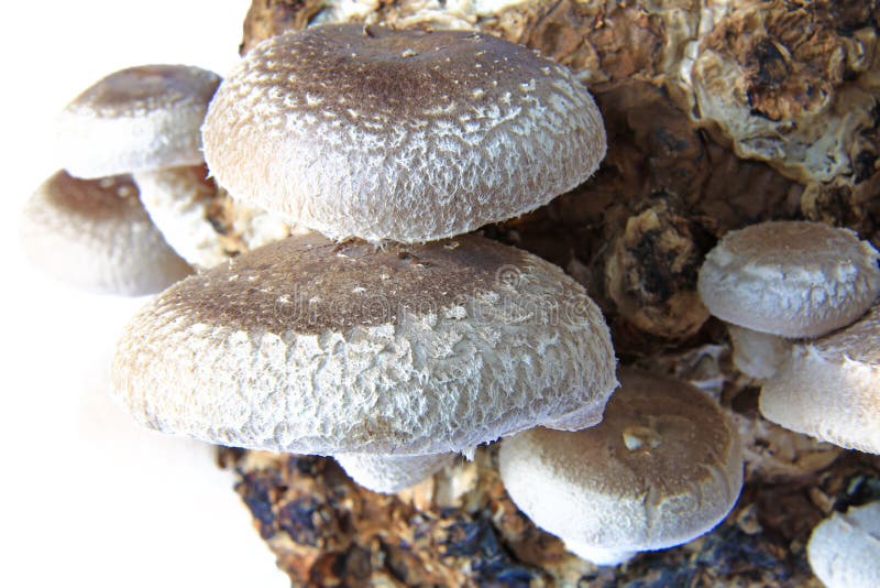 Shiitake Lentinula edodes stock image. Image of substrate - 84842449