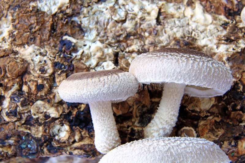 Shiitake mushrooms stock image. Image of culture, cultivating - 84870457