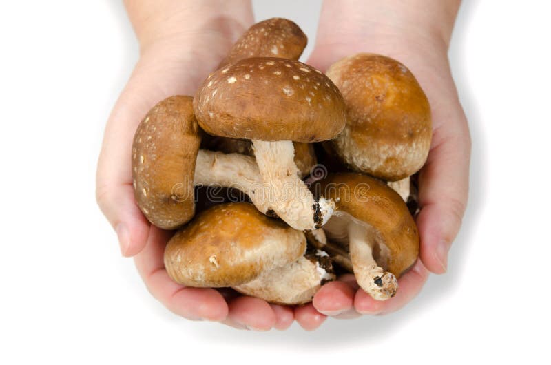 Shiitake mushroom stock photo. Image of isolated, health - 23123656