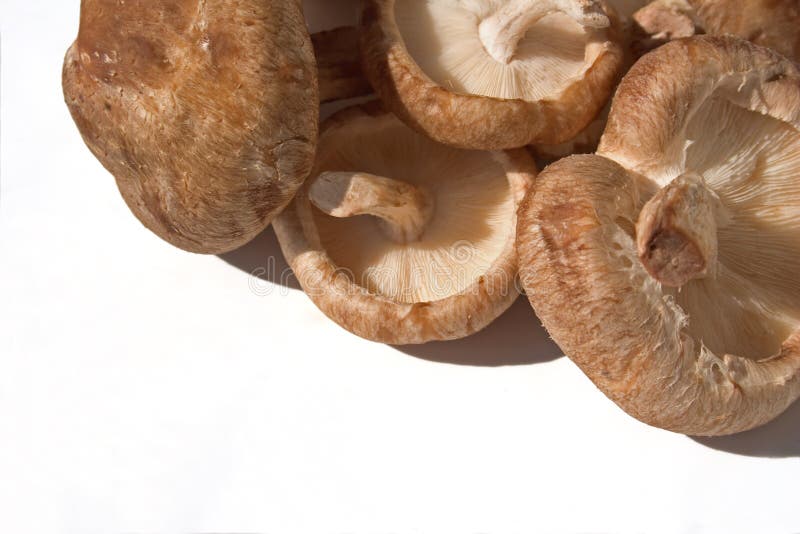 Shiitake mushrooms stock image. Image of diet, fungus, nourish - 886311