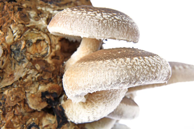 Shiitake mushrooms stock image. Image of culture, cultivating - 84870457