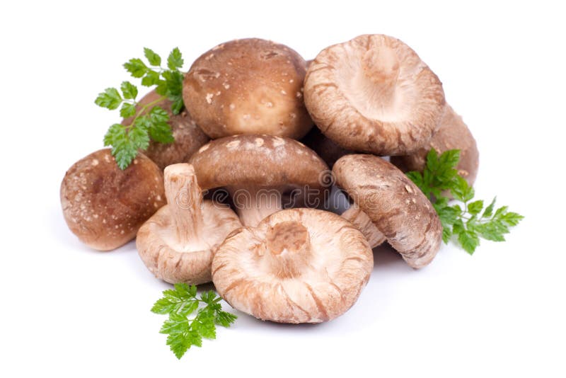 Shiitake mushrooms stock photo. Image of brown, edible - 31013646