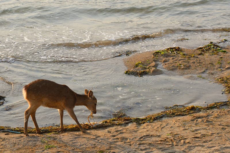 Shika Deer, Miyajima, Japan Stock Photo - Image of majestic, kansai ...