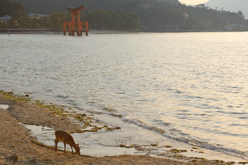 Shika Deer, Miyajima, Japan Stock Photo - Image of conservation, nara ...