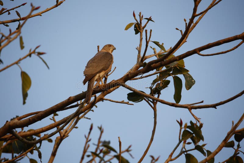 Shikar Falcon Perched in a Tree in India Stock Image - Image of mate ...