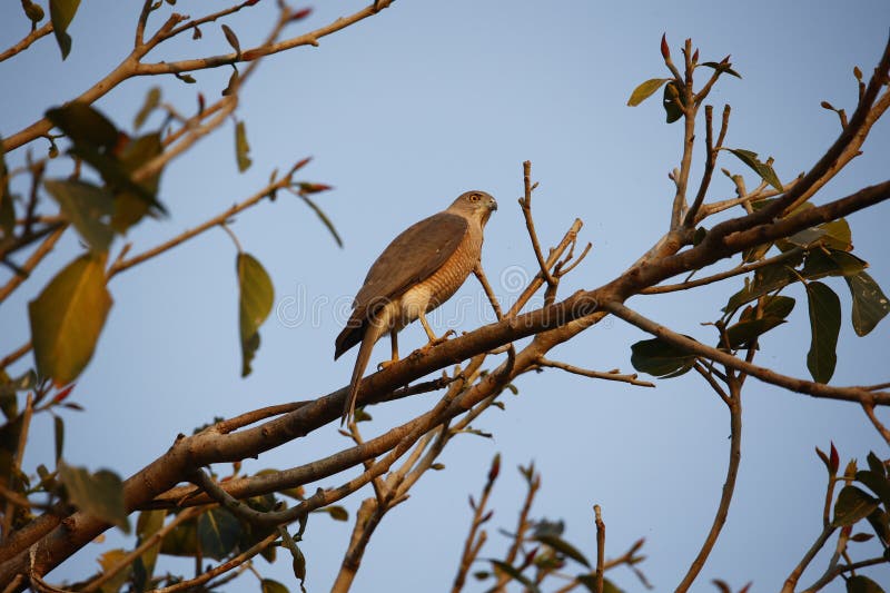 Shikar Falcon Perched in a Tree in India Stock Photo - Image of nature ...