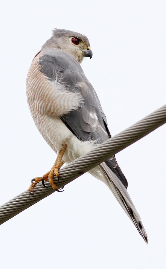 Shikra foto de archivo. Imagen de sunlight, selva, corteza - 122773526