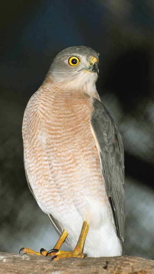 Shikra stock photo. Image of small, wings, cultivation - 8058884