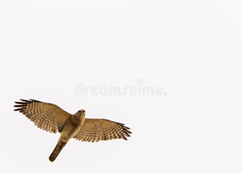 Shikra flying in the sky stock photo. Image of prey - 233872964