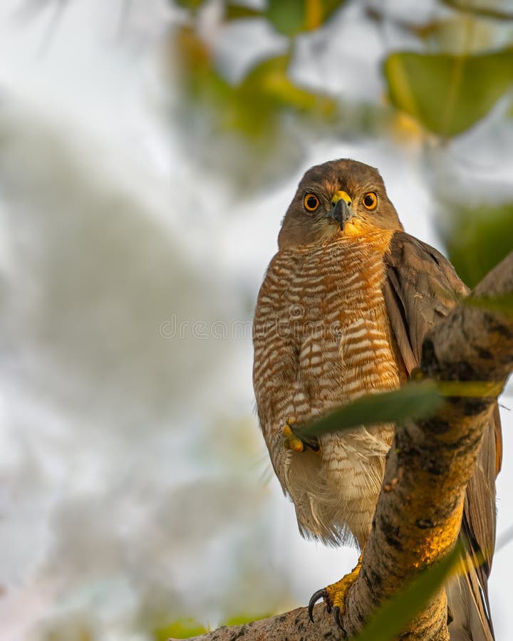 A Shikra Looking into the Camera Stock Image - Image of brown, wildlife ...