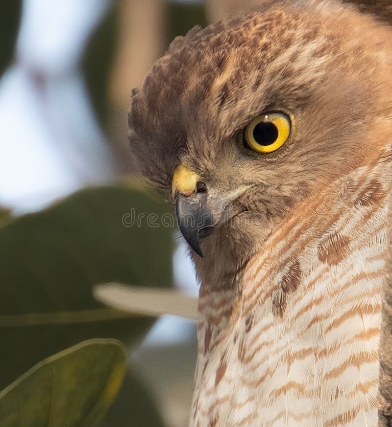 A Shikra Looking Down from a Tree Stock Image - Image of perched ...