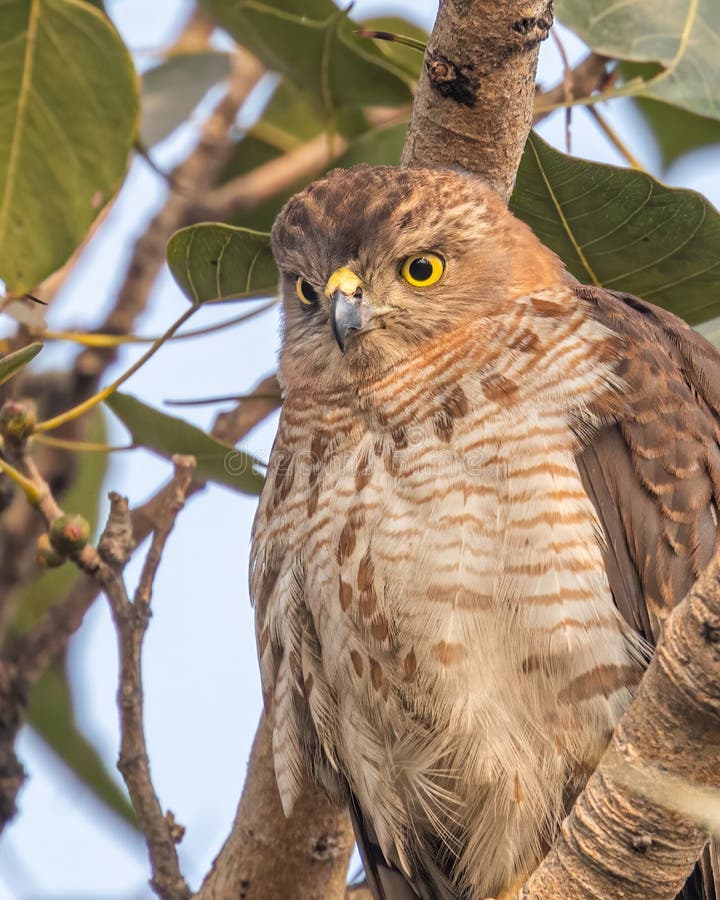 A Shikra Looking Down with Wide Open Eyes Stock Photo - Image of forest ...
