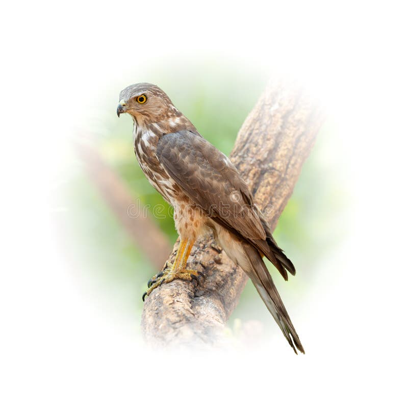 Shikra Perching on a Stone Looking into a Distance Stock Photo - Image ...