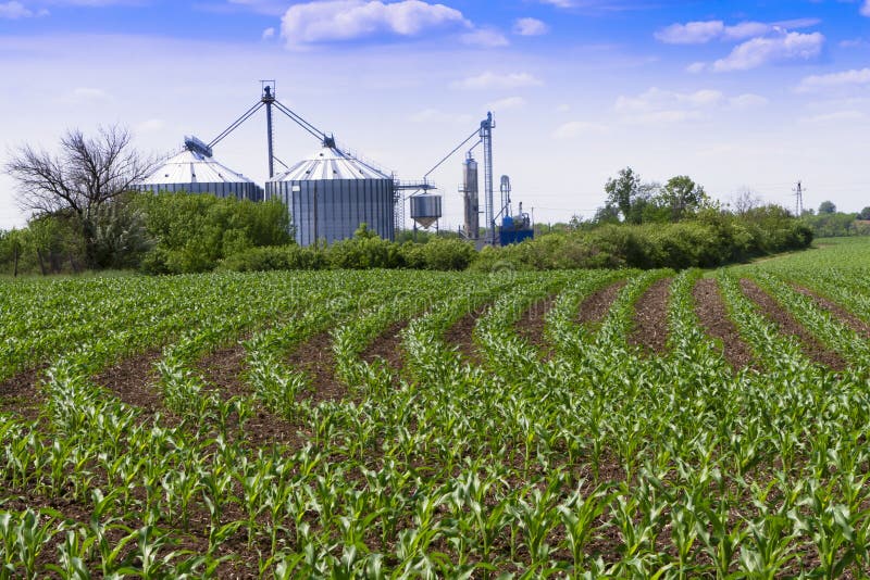 Shiloh in the Field, Cloudy Sky. Stock Photo - Image of light, cold ...