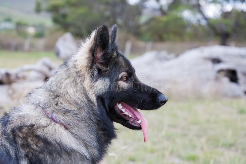 Shiloh Shepherd stock image. Image of canine, nature - 17408033